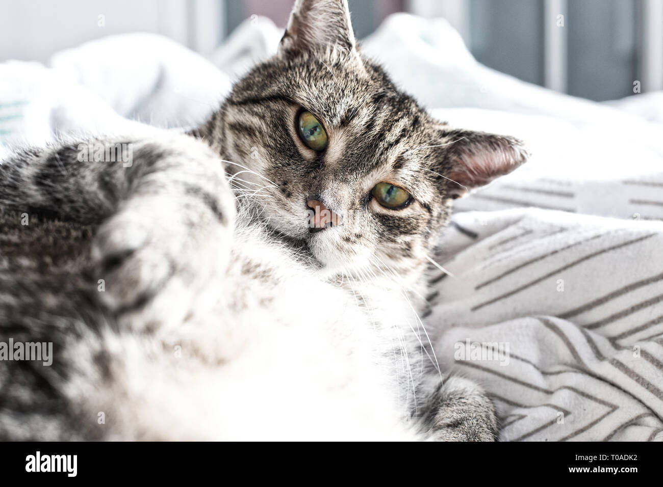 Sleep cat hi-res stock photography and images - Alamy