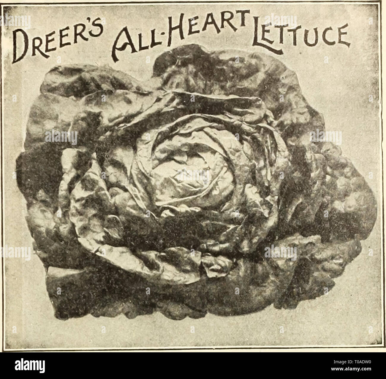 Dreer's mid-summer catalogue 1913 (1913 Stock Photo - Alamy