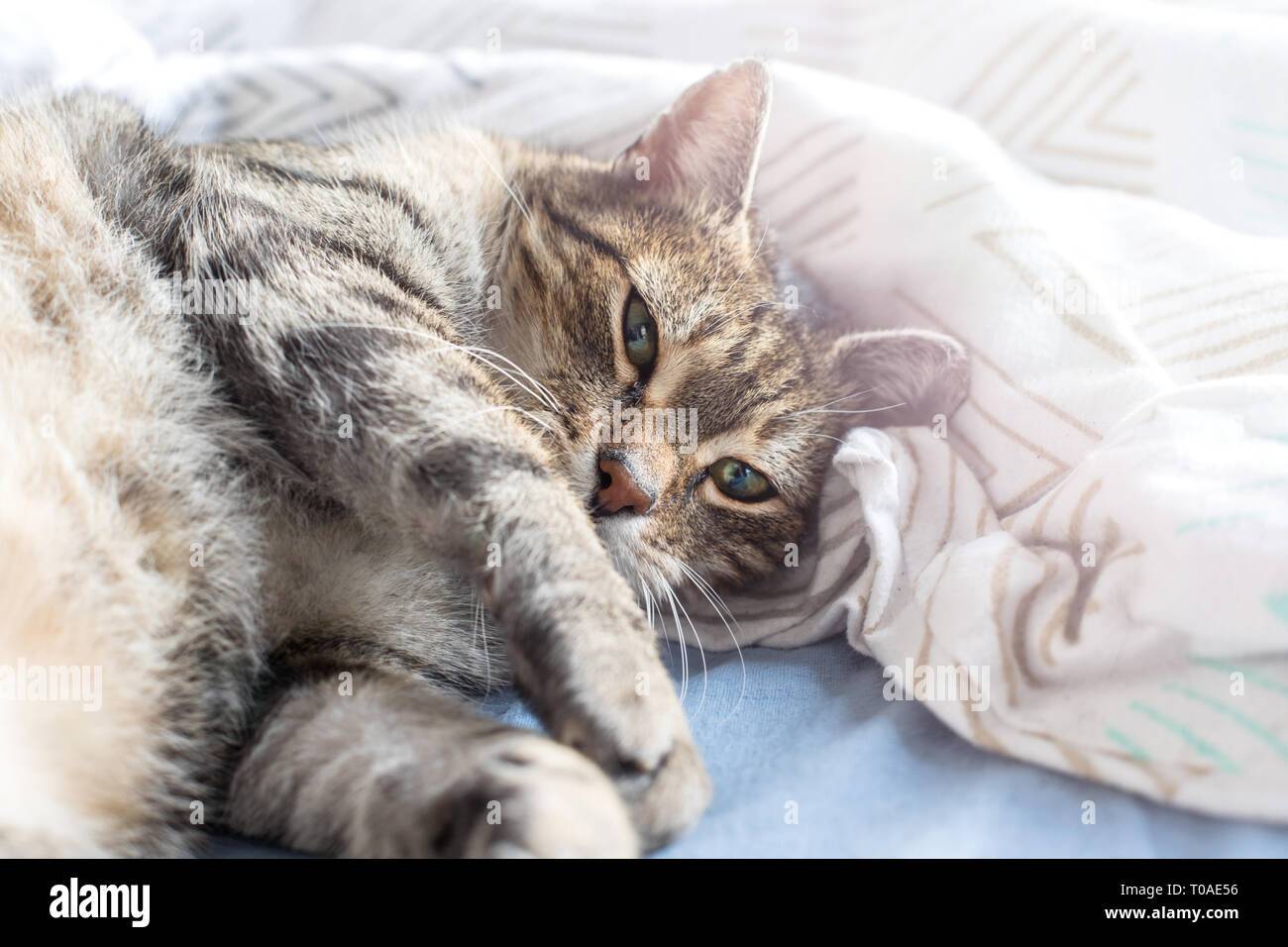Portrait of sweet sleep cat, sleeping cat Stock Photo - Alamy
