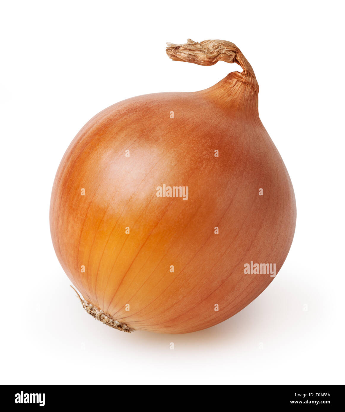 Bulb of onion isolated on white background with clipping path Stock ...