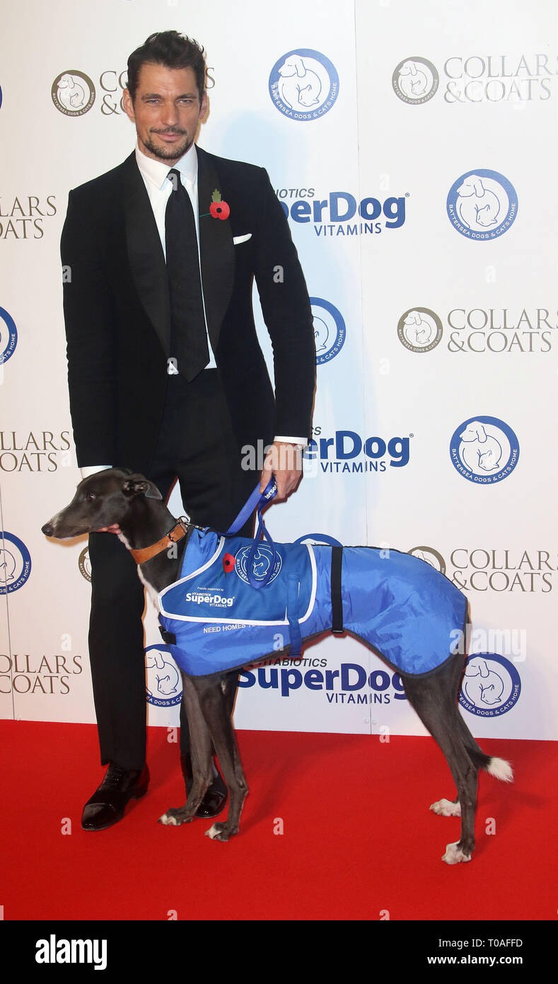 Nov 03, 2016 - London, England, UK - Collars and Coats Gala Ball 2016 ...