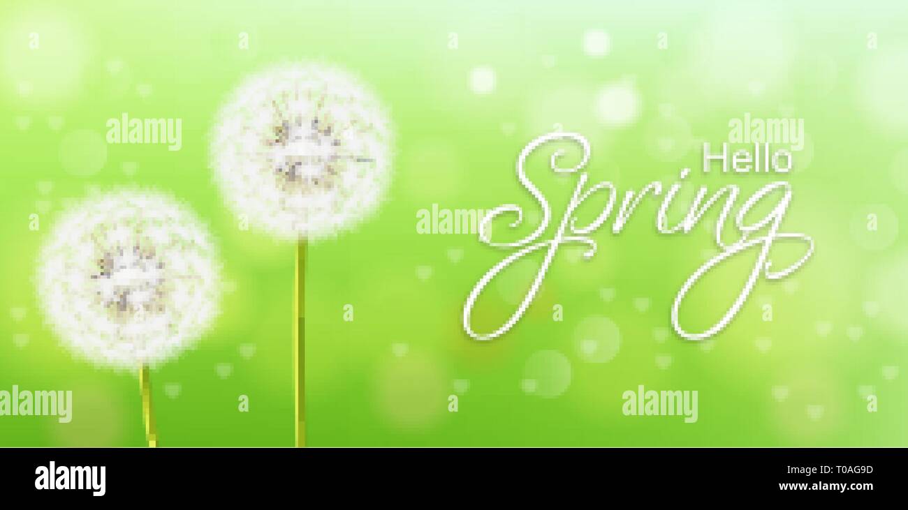 Spring dandelion flower Vector realistic. Green background soft bokeh ...