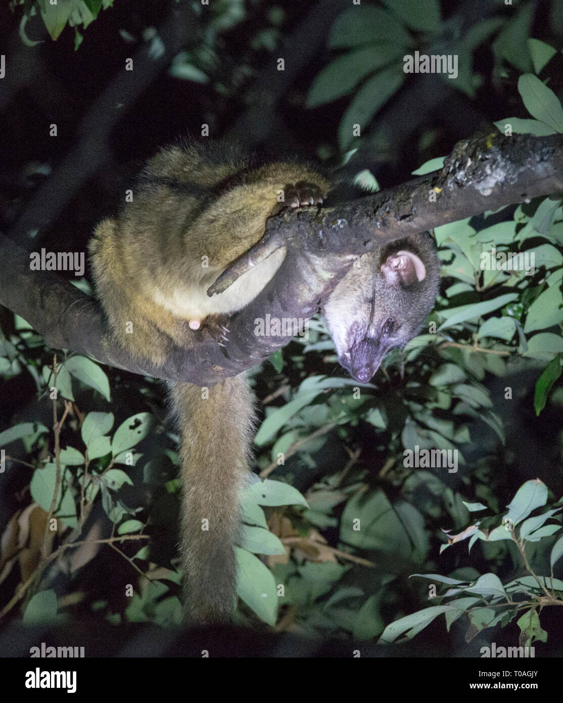 Binturong in tree hi-res stock photography and images - Alamy