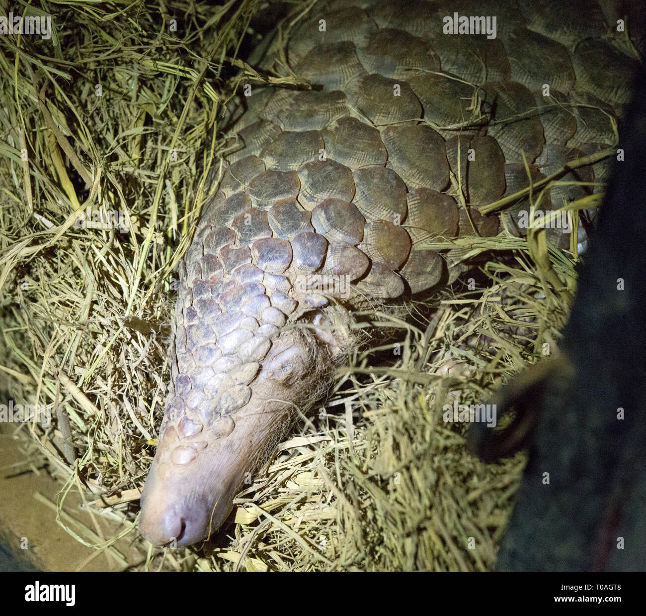 A pangolin portrait close up in Vietnam Stock Photo - Alamy