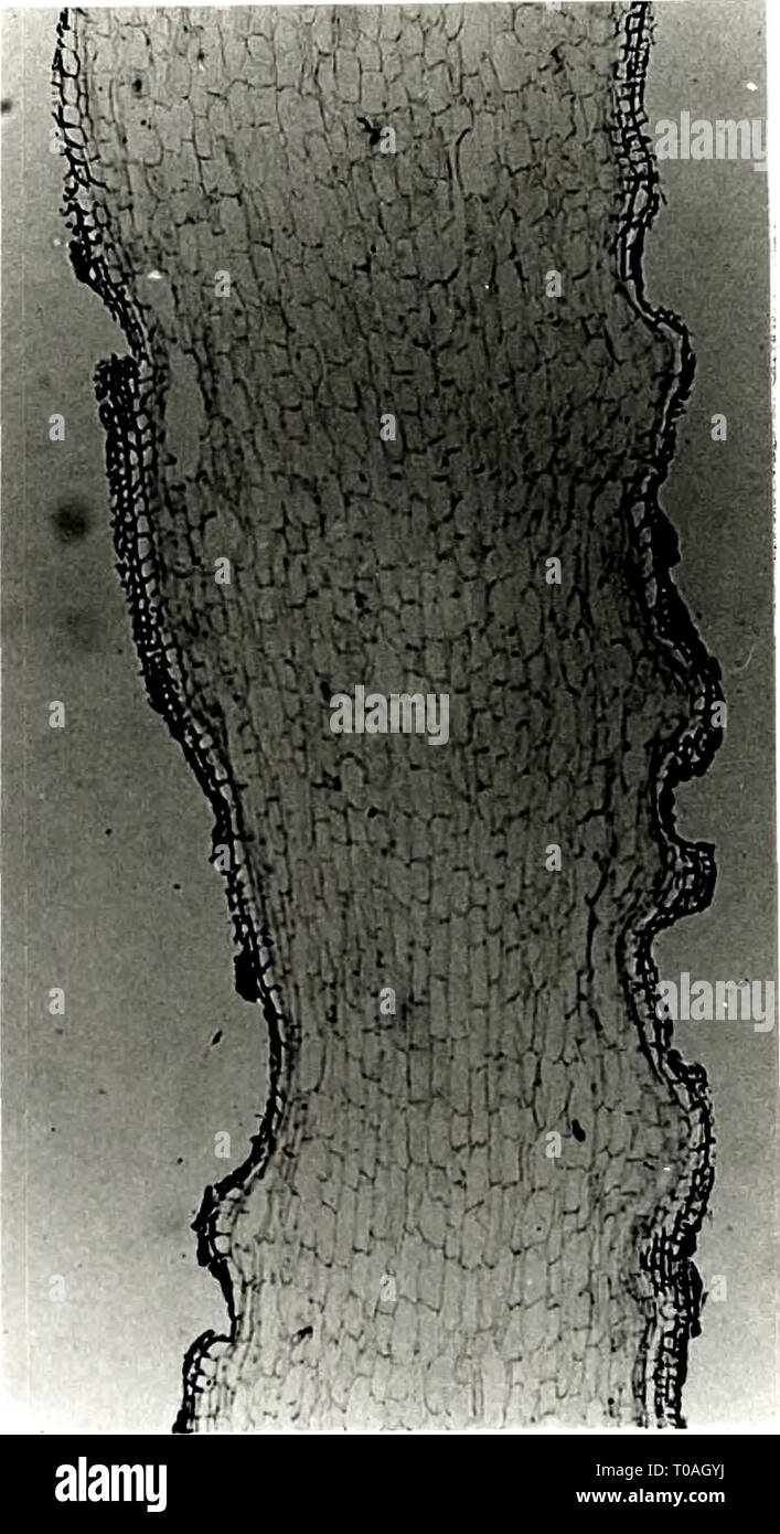 Effect of depth of rooting Stock Photo - Alamy