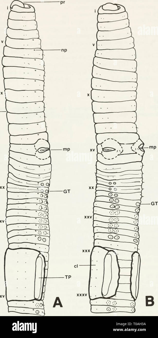 The earthworms (lumbricidae and sparganophilidae Stock Photo - Alamy