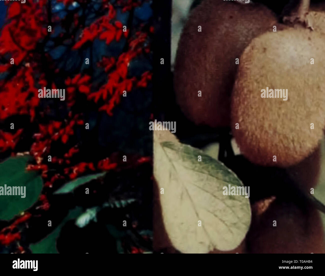 du jiang yan sheng wu Stock Photo - Alamy