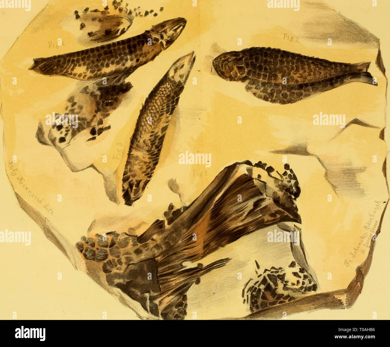Dura Den a monograph Stock Photo - Alamy