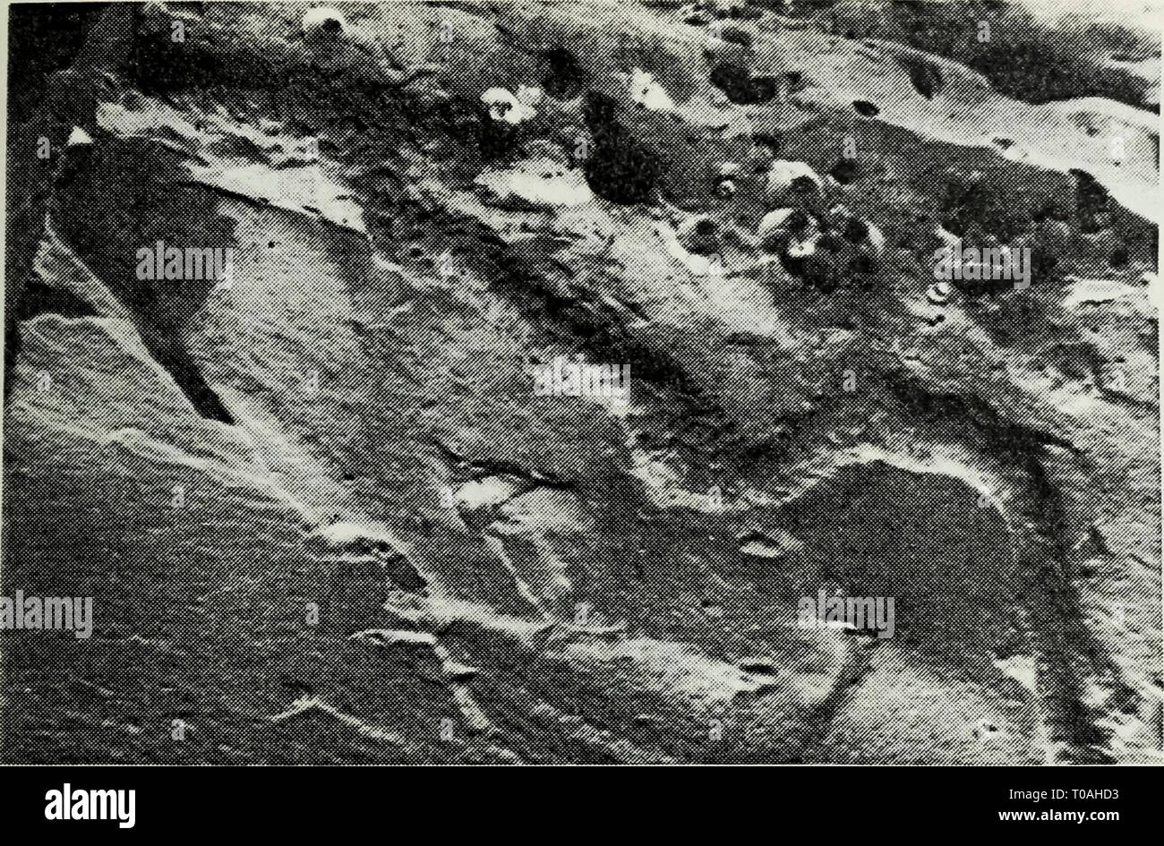 The ecology of the benthic Stock Photo - Alamy