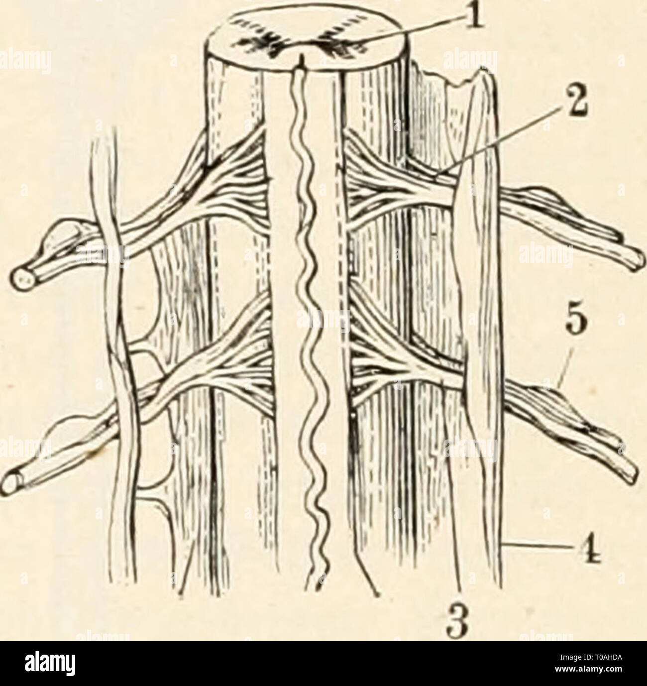 Dr Johannes Leunis Synopsis der Stock Photo - Alamy