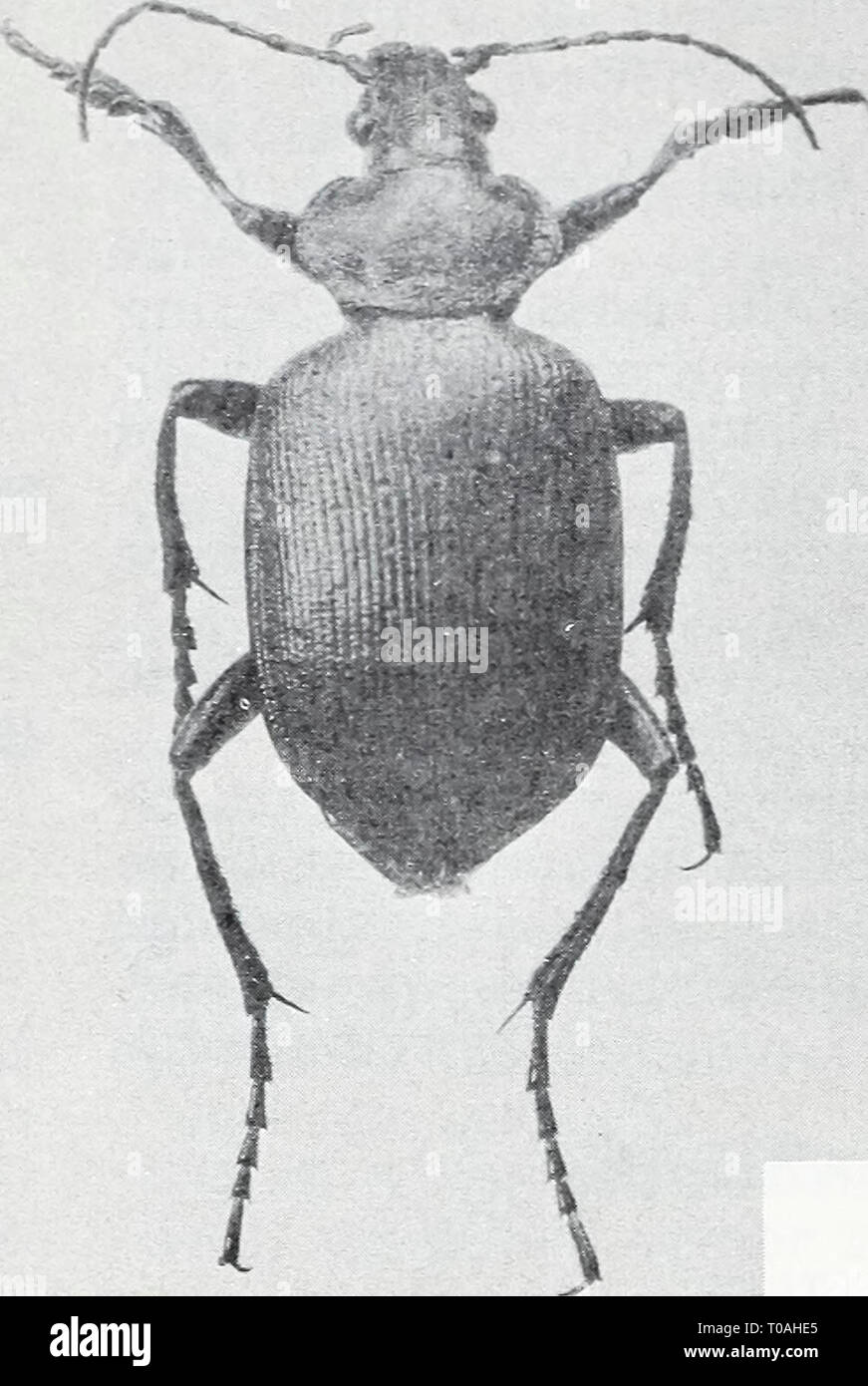 Eastern forest insects (1972 Stock Photo - Alamy