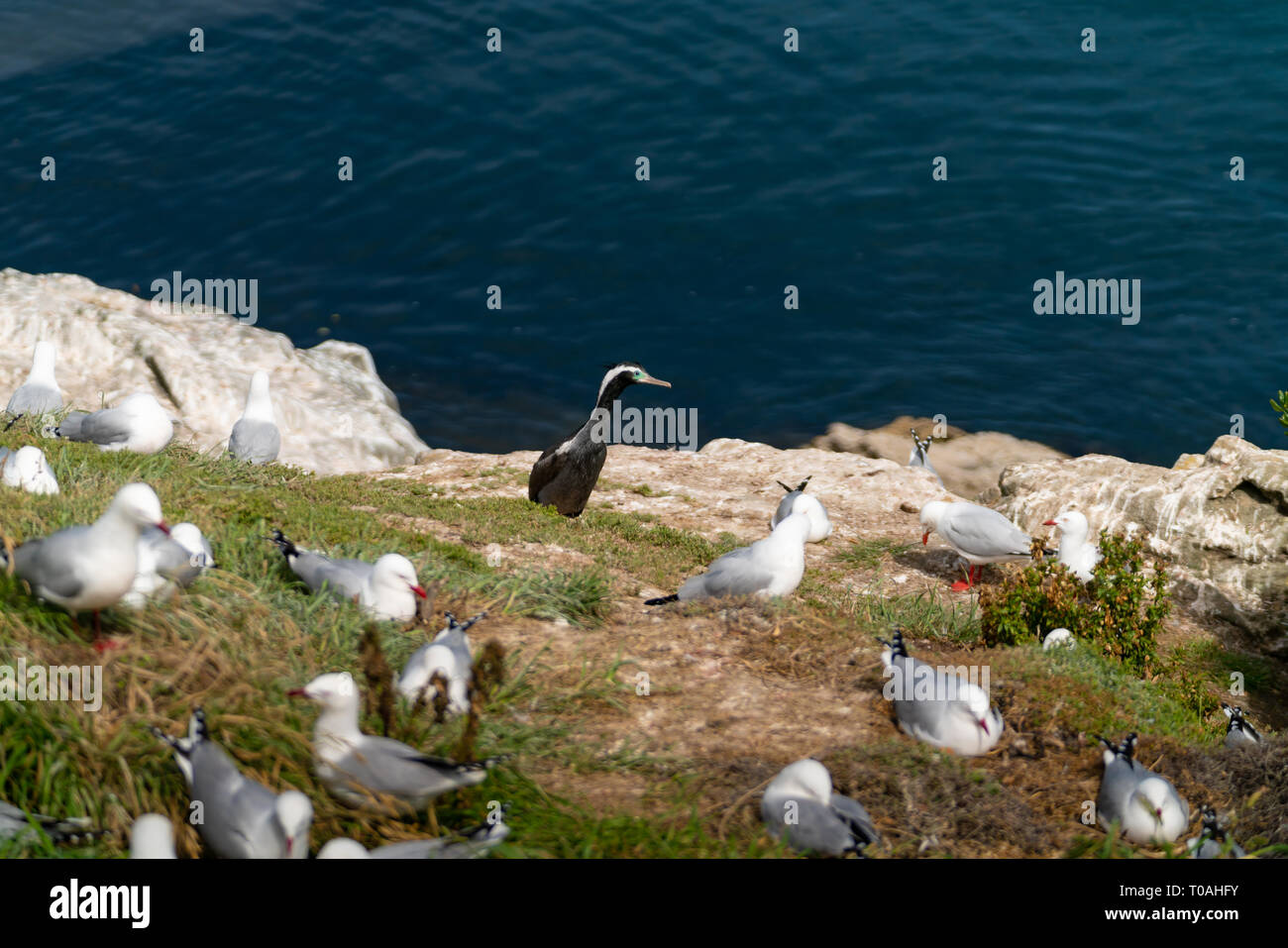 Mating seagulls hi-res stock photography and images - Alamy