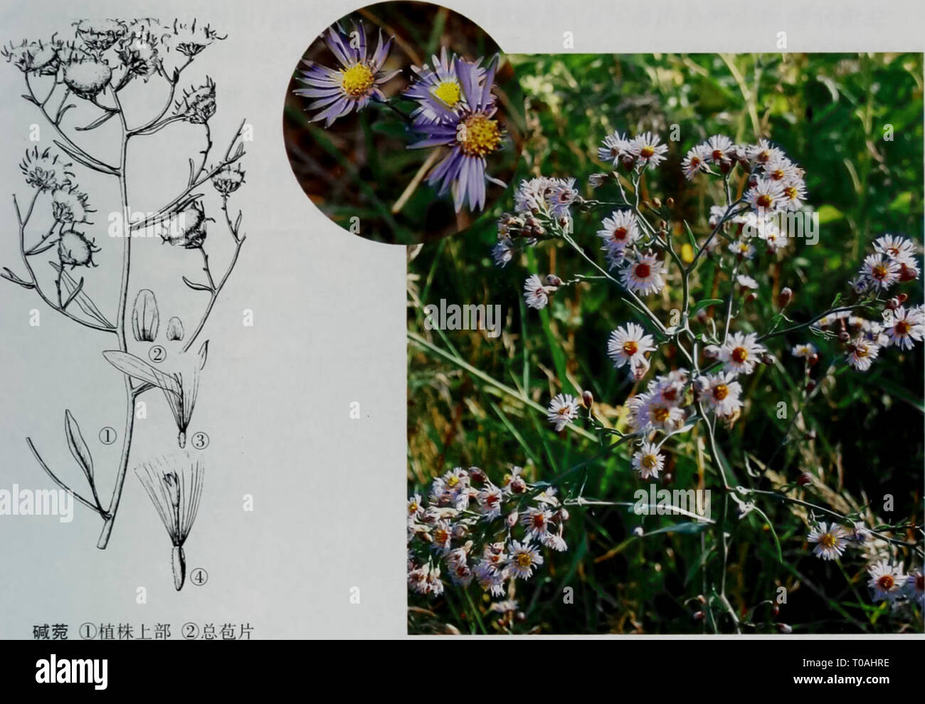 e er duo si zhi Stock Photo - Alamy