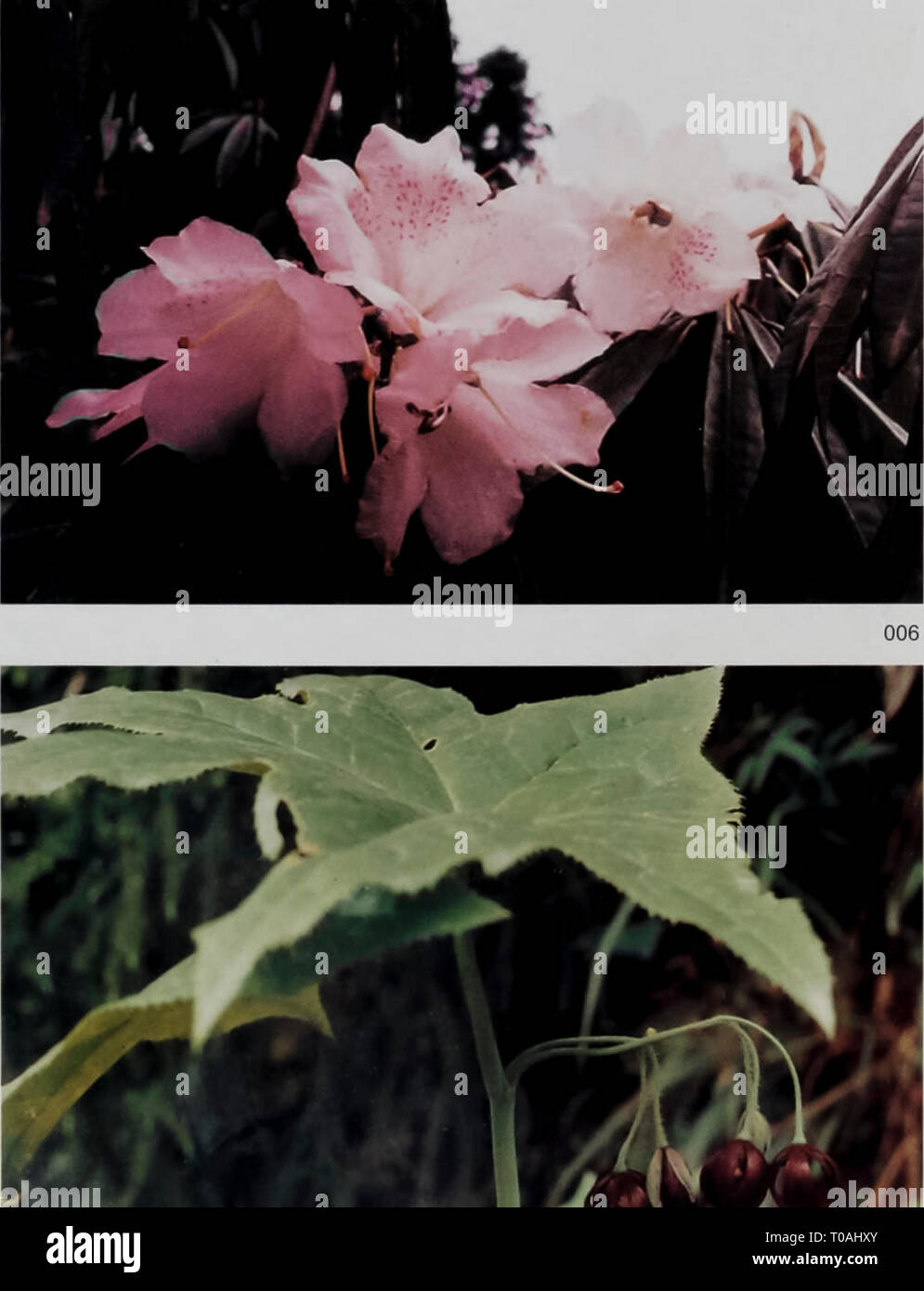 du jiang yan sheng wu Stock Photo - Alamy