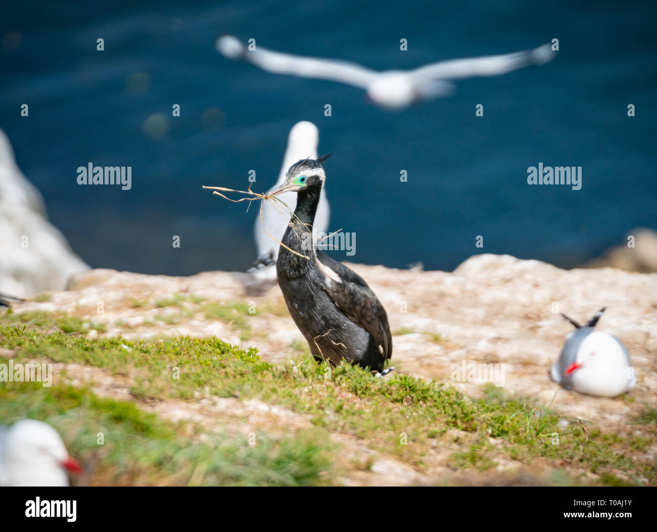 New Zealand spotted shag stealing seagull nesting material at Katiki ...