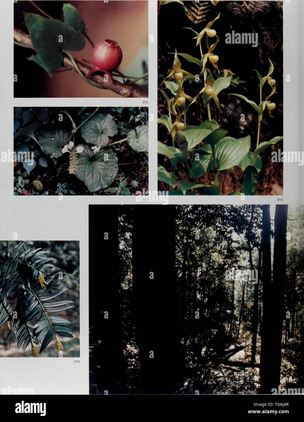 du jiang yan sheng wu Stock Photo - Alamy