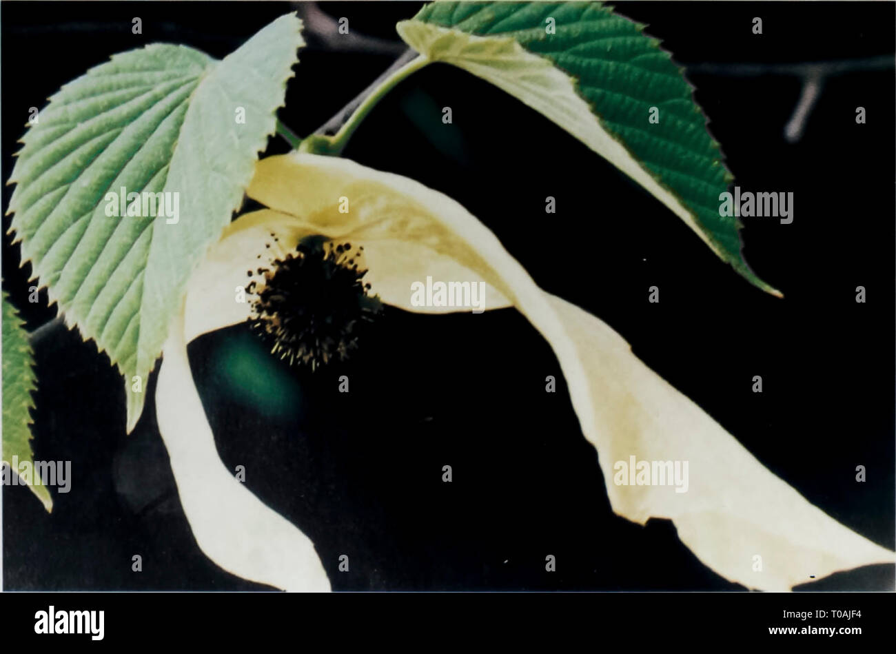 du jiang yan sheng wu Stock Photo - Alamy