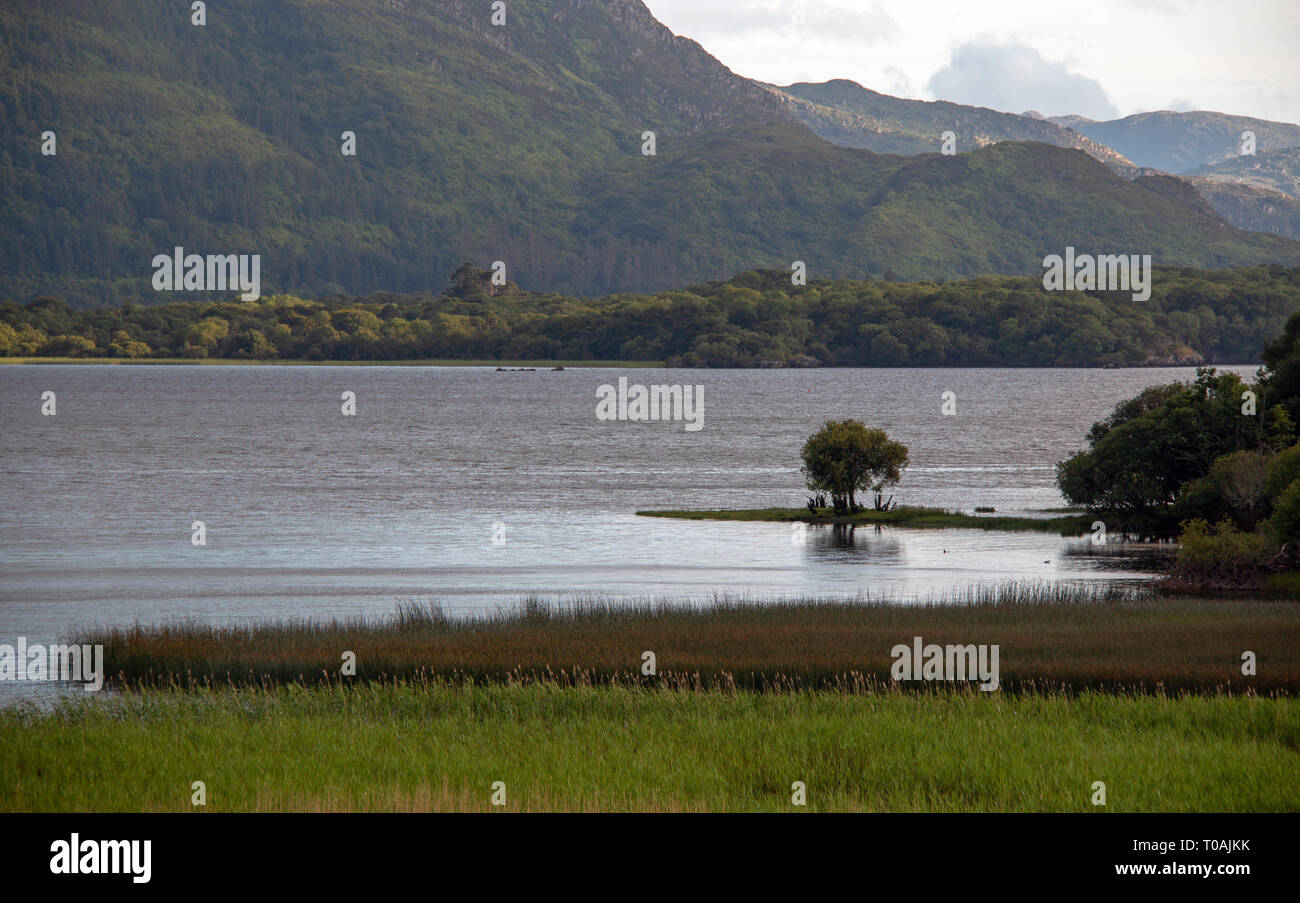 Ire tree hi-res stock photography and images - Alamy