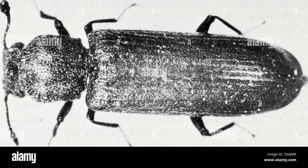 Eastern forest insects (1972 Stock Photo - Alamy