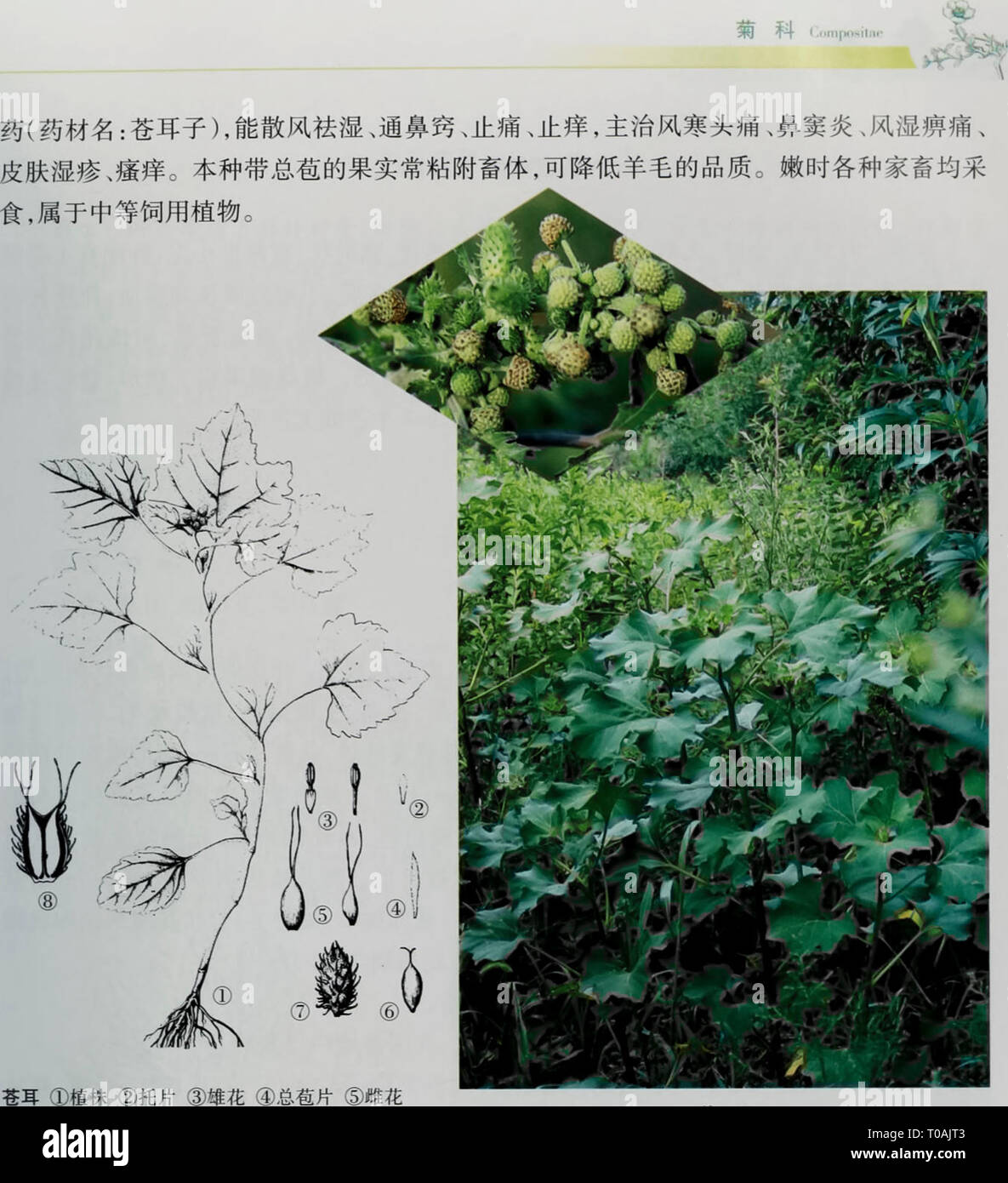 e er duo si zhi Stock Photo - Alamy