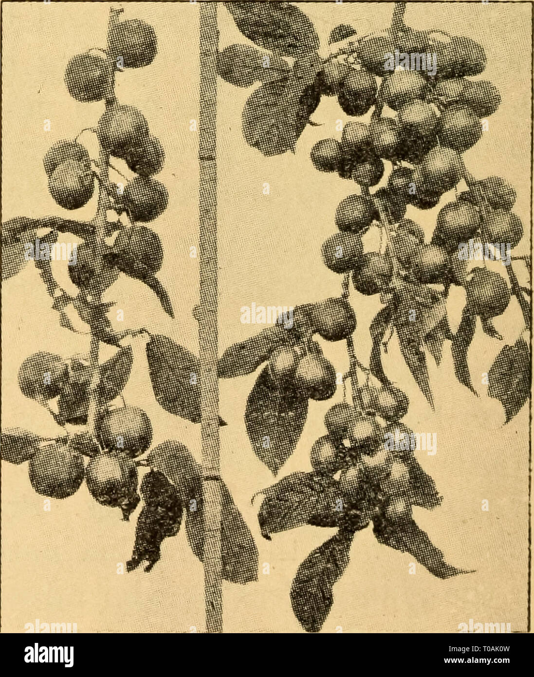 Elementary principles of agriculture; a Stock Photo - Alamy