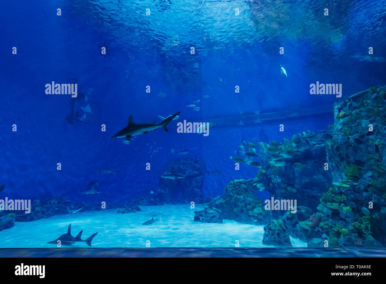 Copenhagen, NOV 20: Many fish swimming display in the famous National ...
