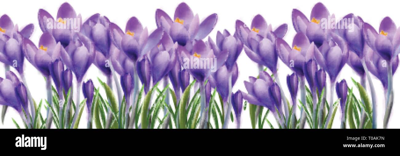 Crocus flowers background Vector watercolor. Botanical floral banner ...