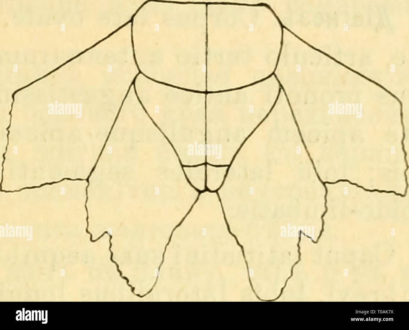 Dysodiidae hi-res stock photography and images - Alamy