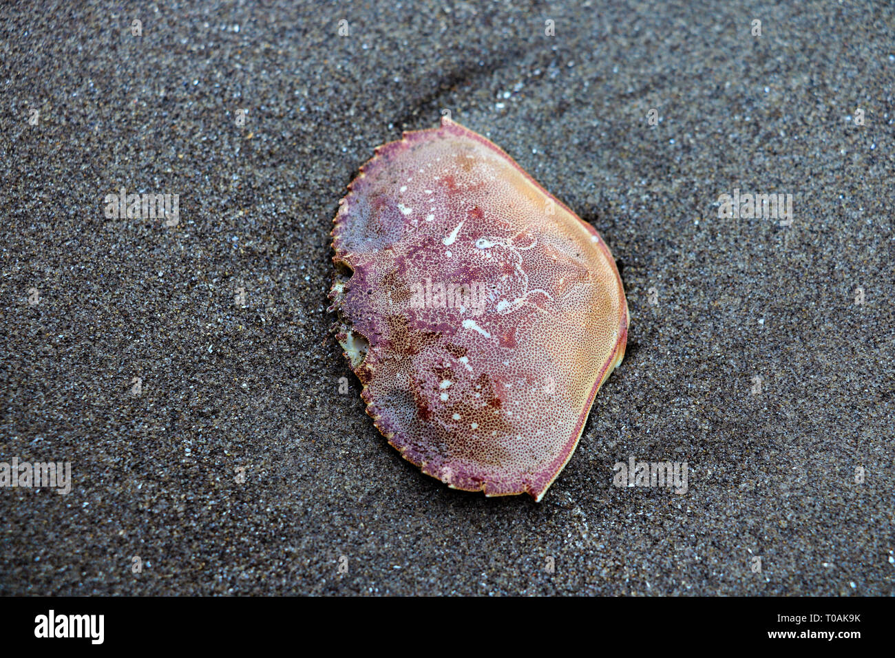 Empty crab beach hi-res stock photography and images - Alamy