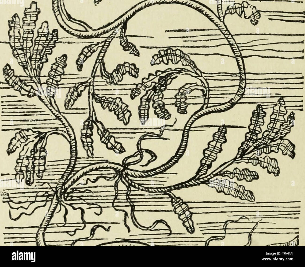 Early British botanists and their Stock Photo - Alamy