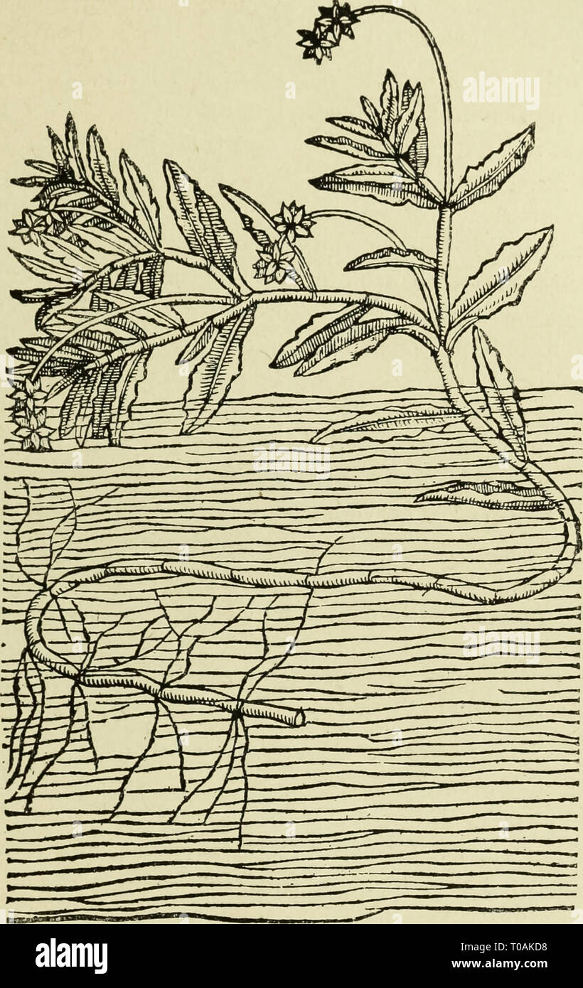 Early British botanists and their Stock Photo - Alamy