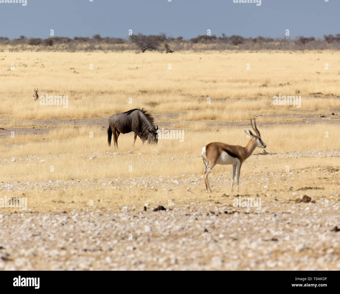 A buffalo at Etosha in Namibia savannah Stock Photo - Alamy