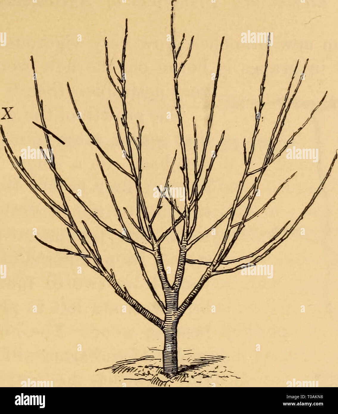 Elementary principles of agriculture; a Stock Photo - Alamy