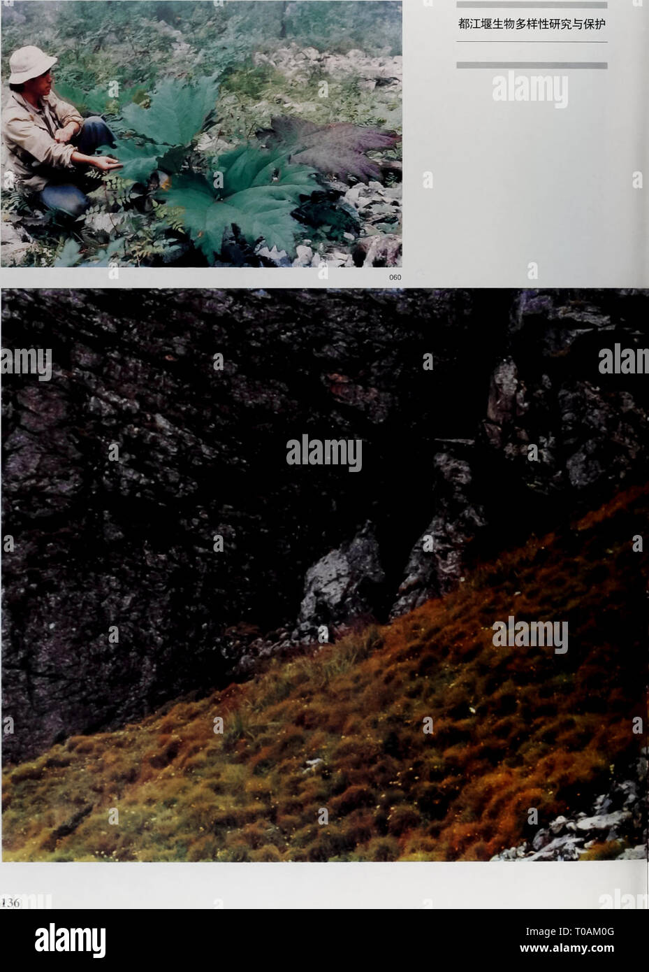 du jiang yan sheng wu Stock Photo - Alamy