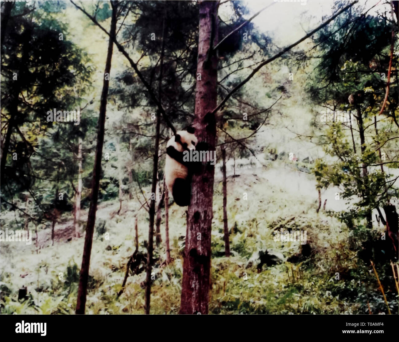 du jiang yan sheng wu Stock Photo - Alamy