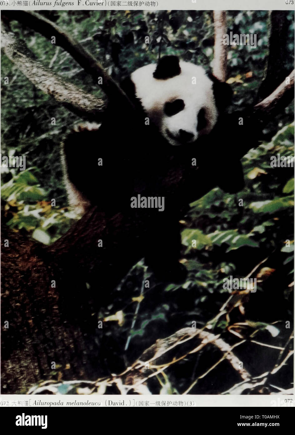 du jiang yan sheng wu Stock Photo - Alamy