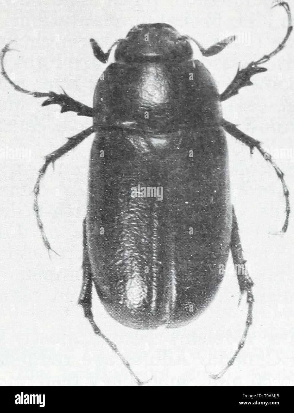 Eastern forest insects (1972 Stock Photo - Alamy