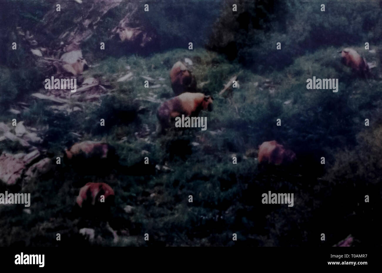 du jiang yan sheng wu Stock Photo - Alamy