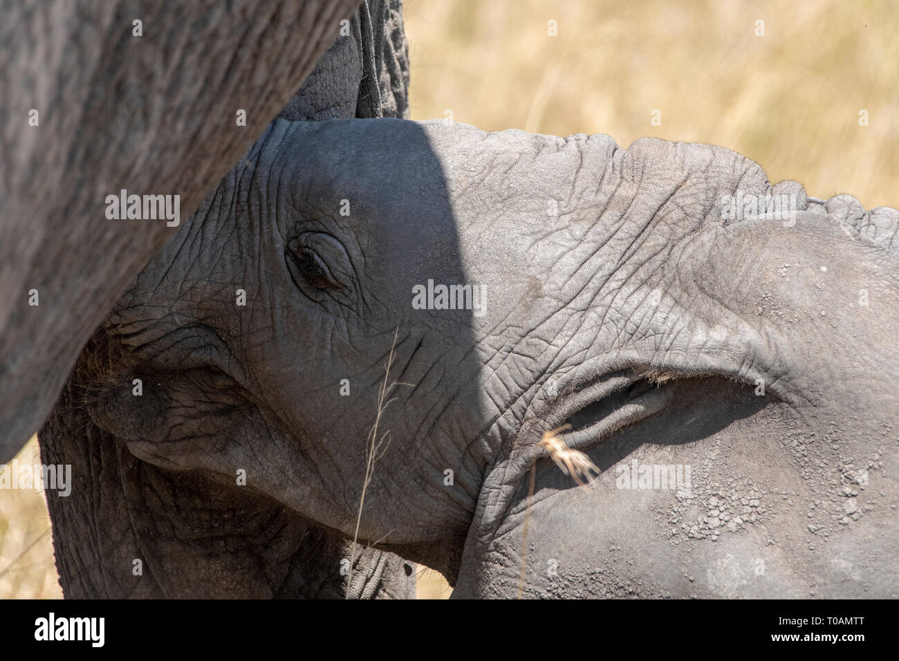Baby elephant nursing hi-res stock photography and images - Alamy