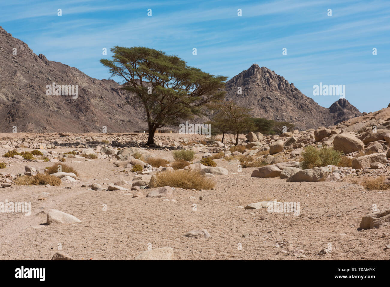 Landscape panorama of sahara acacia tree growing in rocky desert ...
