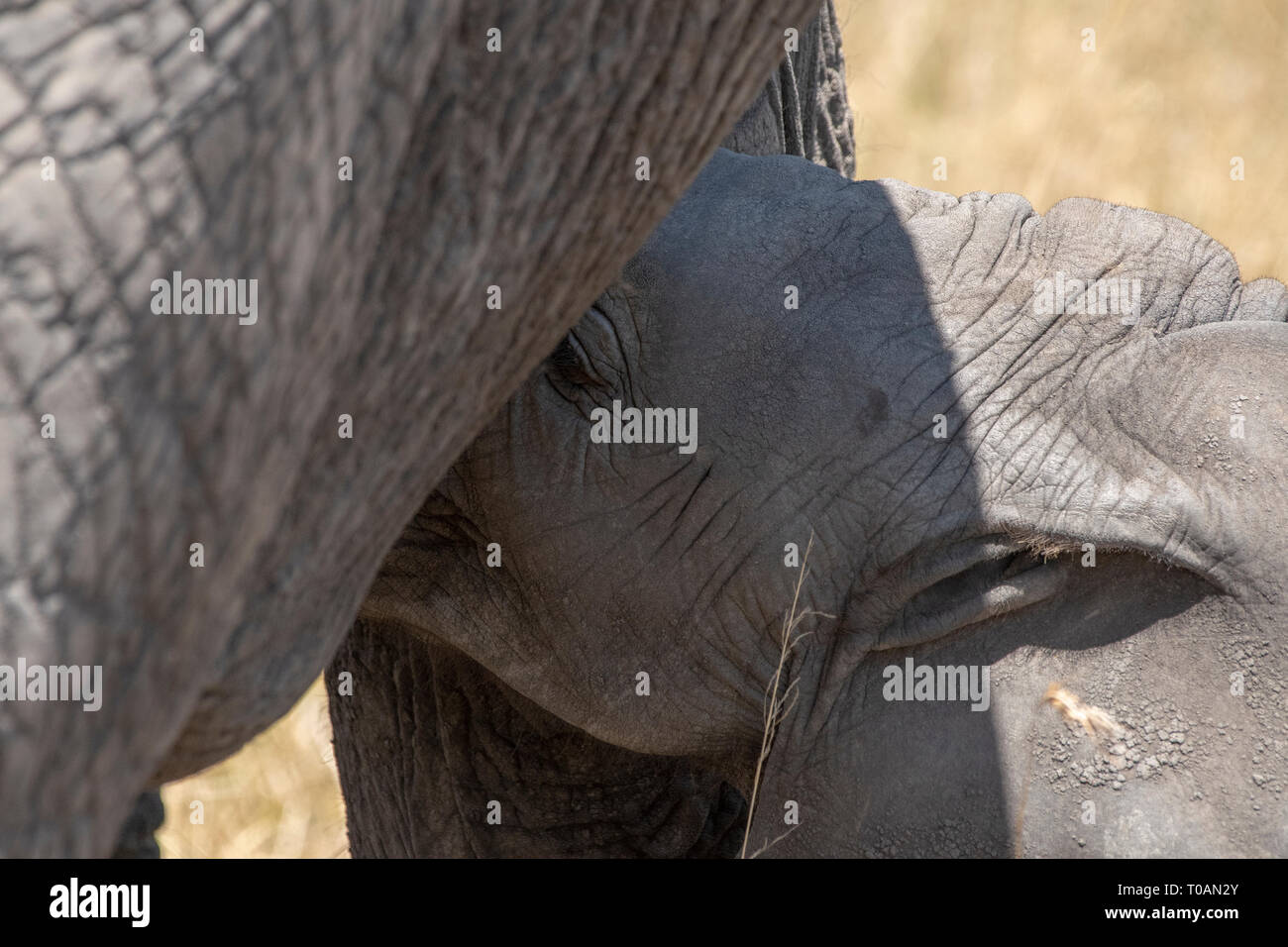 Baby elephant nursing hi-res stock photography and images - Alamy