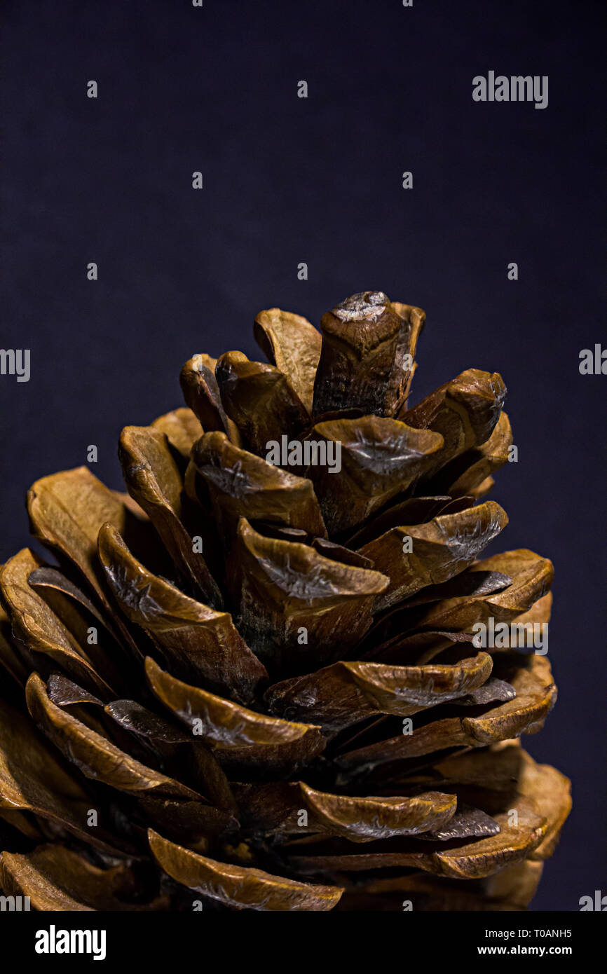 Cone seeds hi-res stock photography and images - Alamy