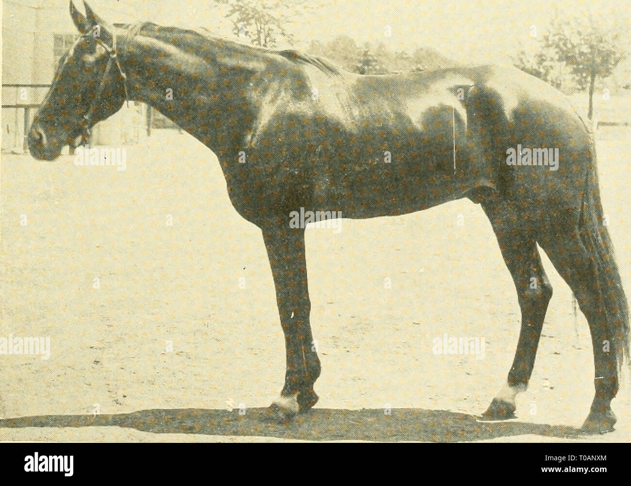 The driving clubs of greater Stock Photo - Alamy