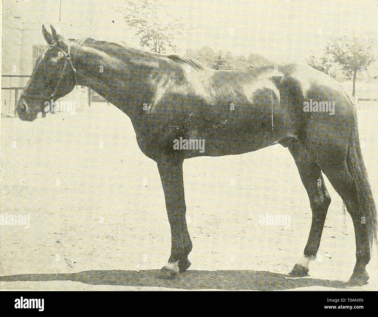 The driving clubs of greater Stock Photo - Alamy