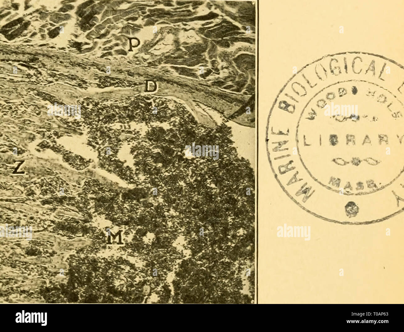 The effects of inanition and Stock Photo - Alamy