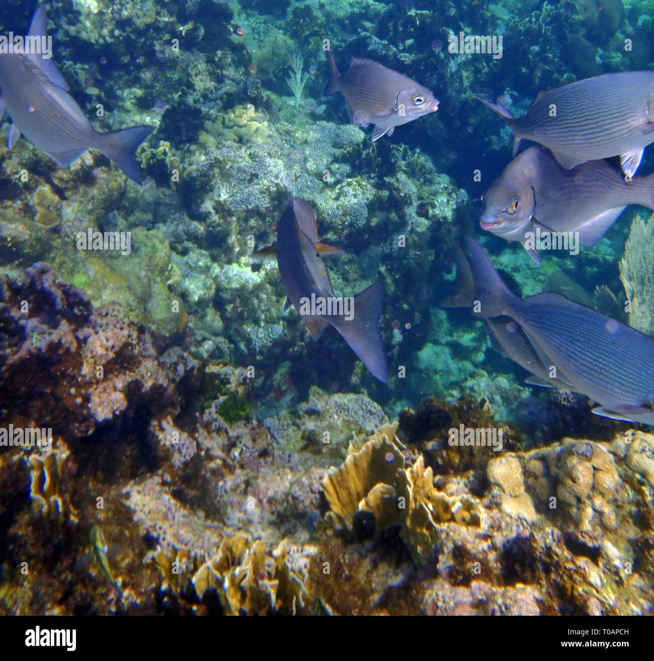 Group of fishes in Varadero Cuba Stock Photo - Alamy