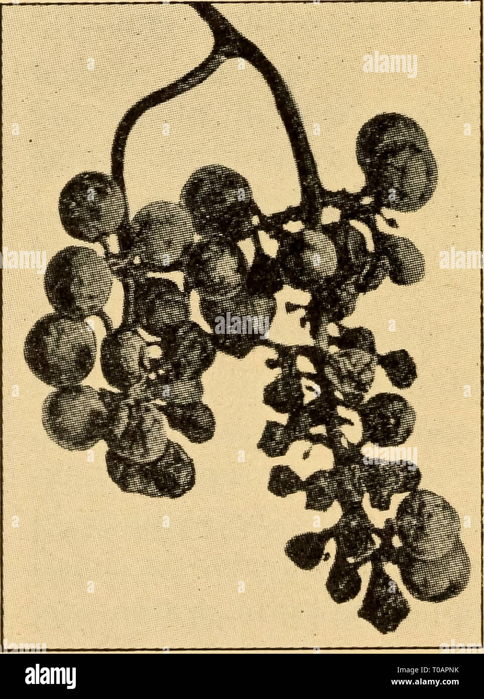 Elementary principles of agriculture; a Stock Photo - Alamy