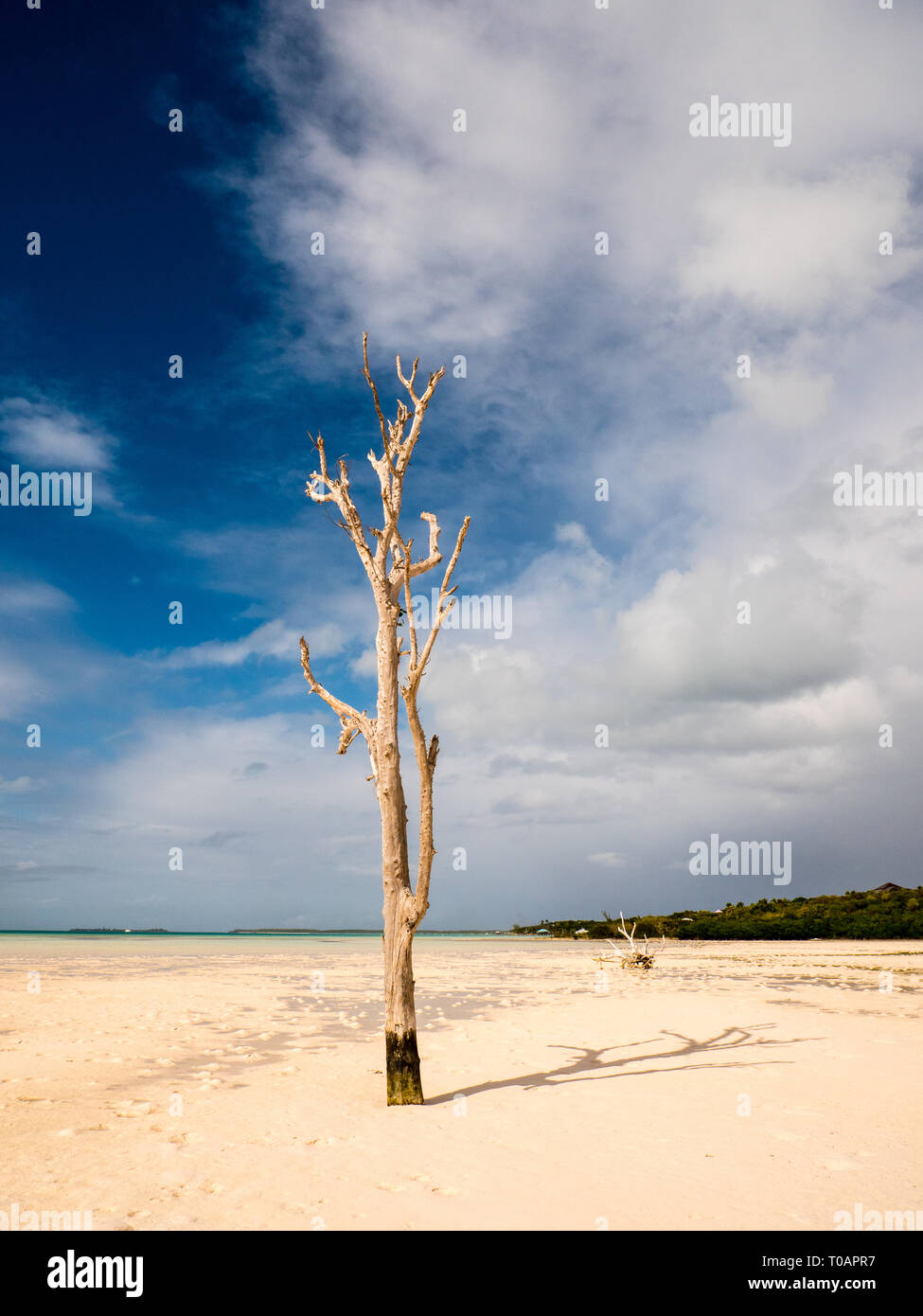 Landmark dead Tree on Beach, Dunmore Town, Harbour Island, The Bahamas ...