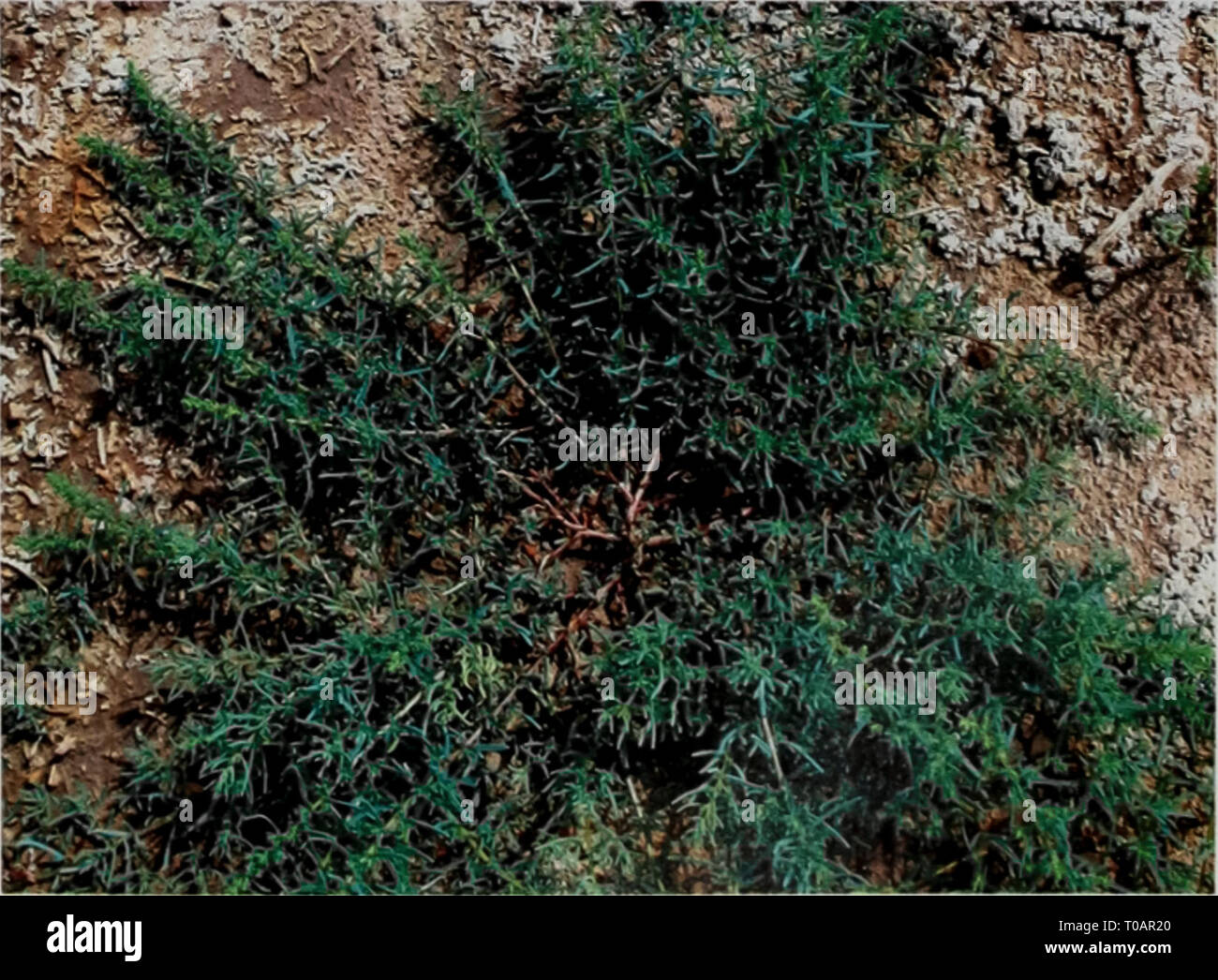 e er duo si zhi Stock Photo - Alamy