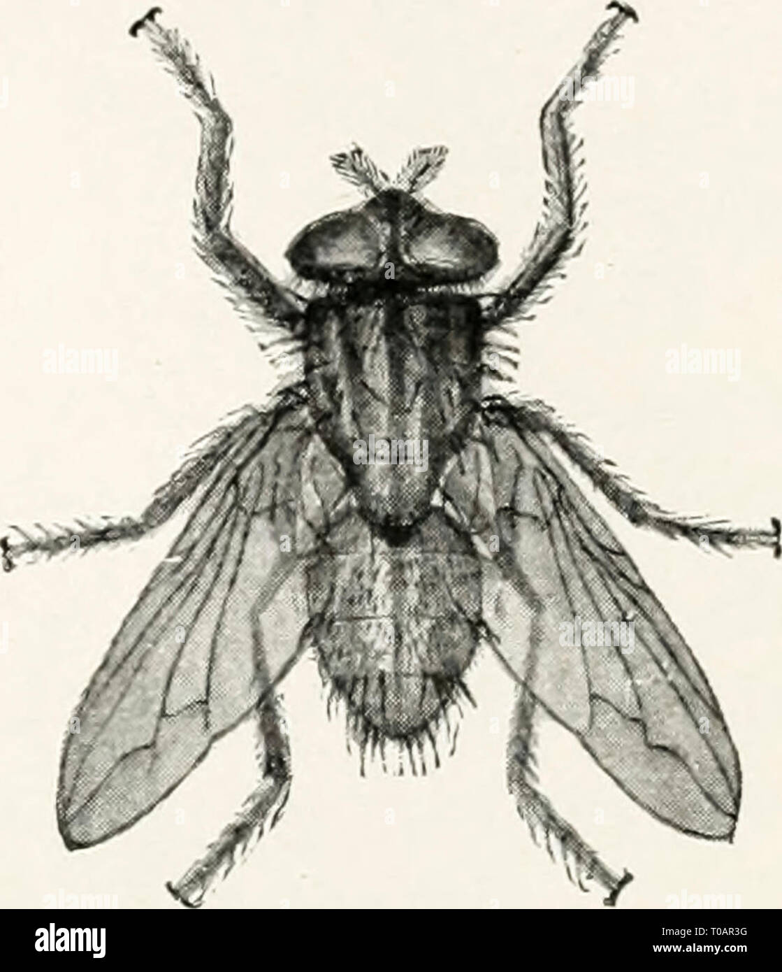 Historical insect studies hi-res stock photography and images - Alamy